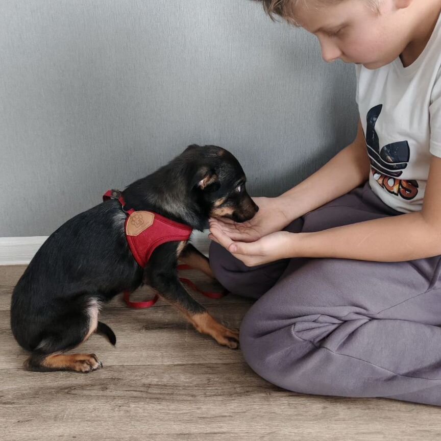 Щенок в добрые руки