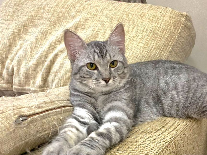 Котенок в добрые руки