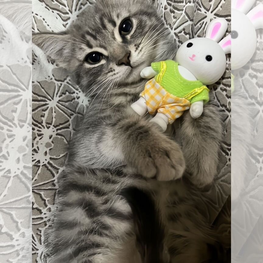 Котёнок в добрые руки