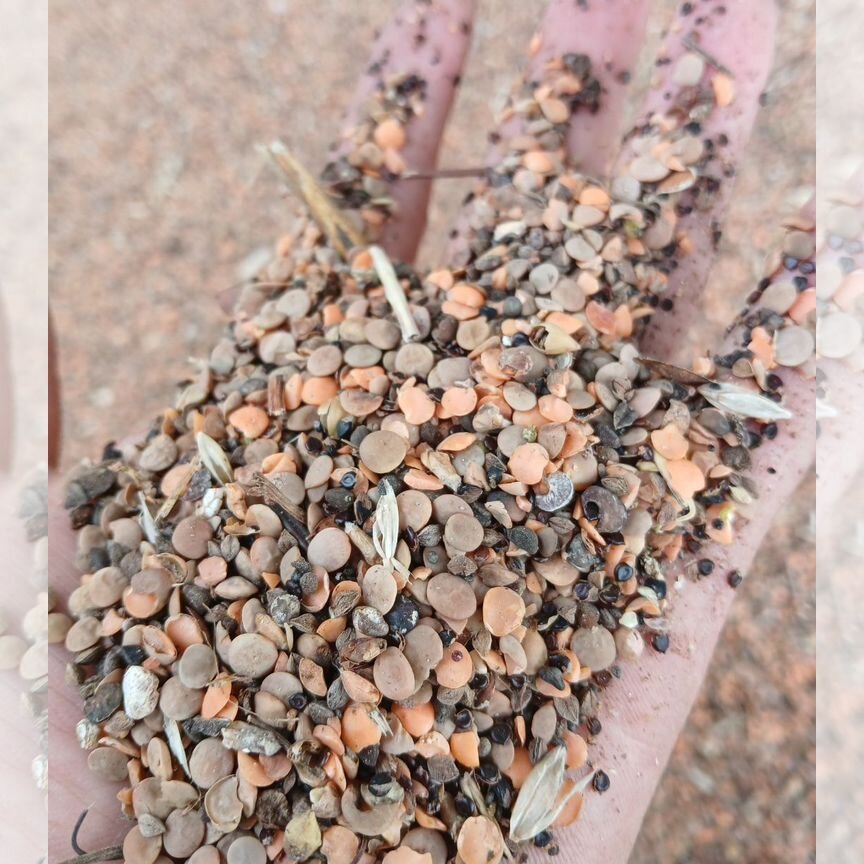 Отходы чечевицы