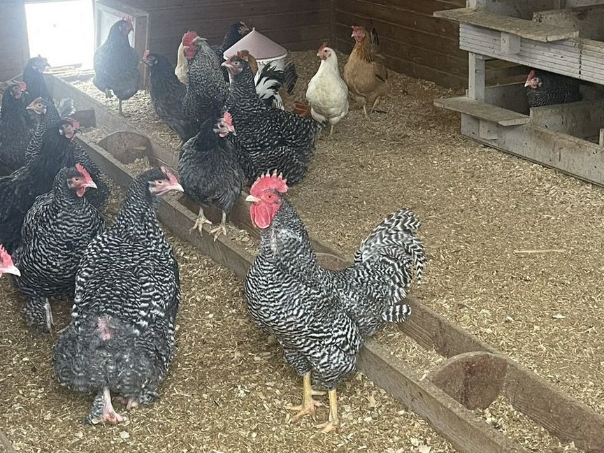 Продам петухов