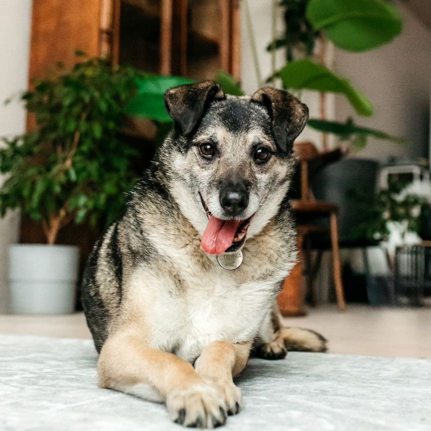 Домашние животные собаки