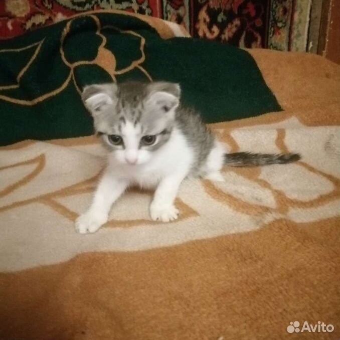 Продам котят веслоухих за 1000