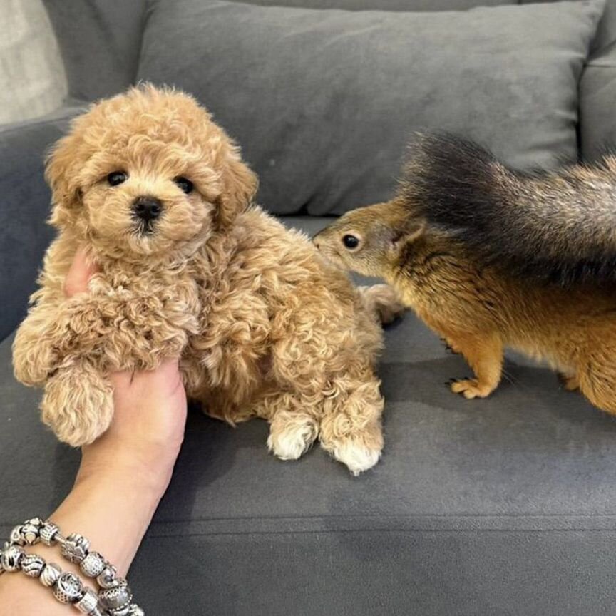 Мальтипу, щенок