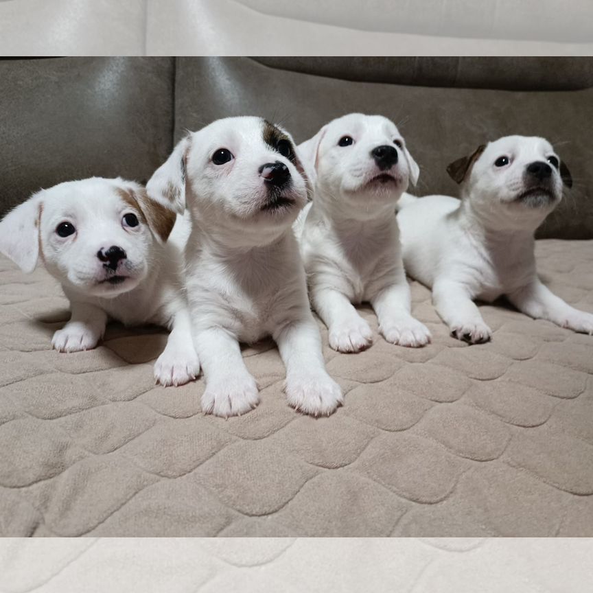 Щенки джек рассел терьер брокен