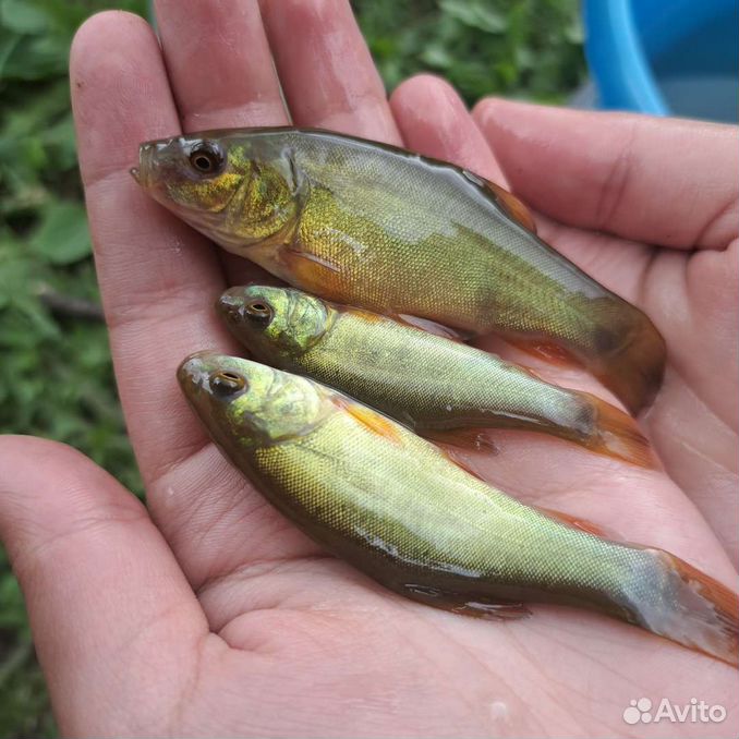 Рыба для пруда