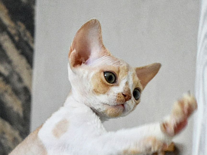 Девон-рекс мальчик