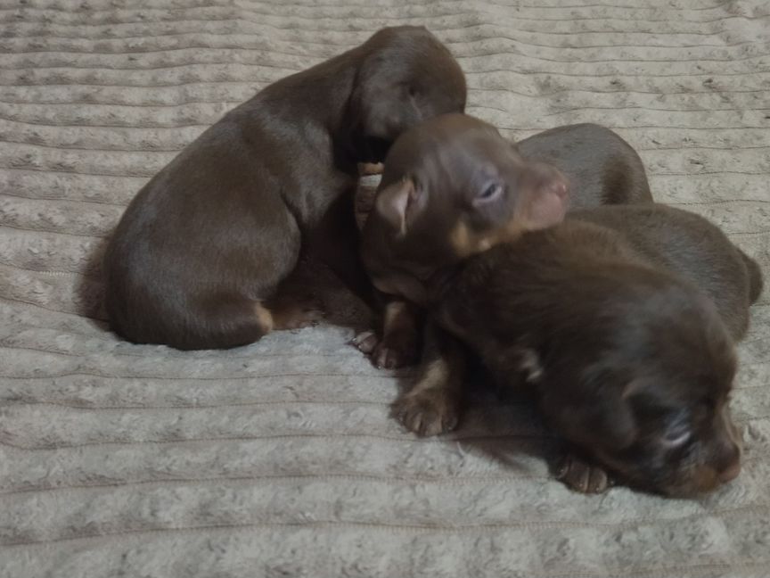 Той-терьер щенки