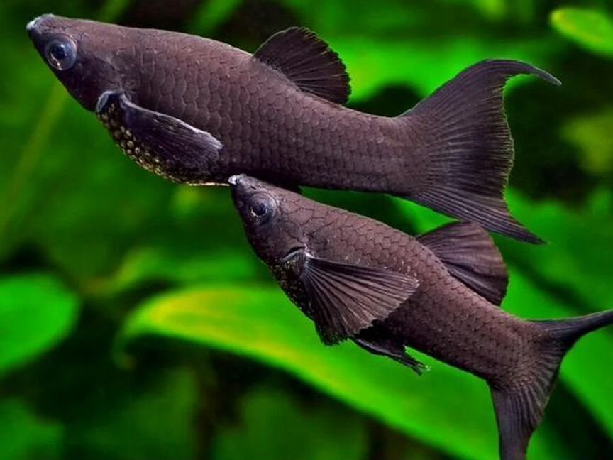 Аквариумные рыбки. Мальки Молли