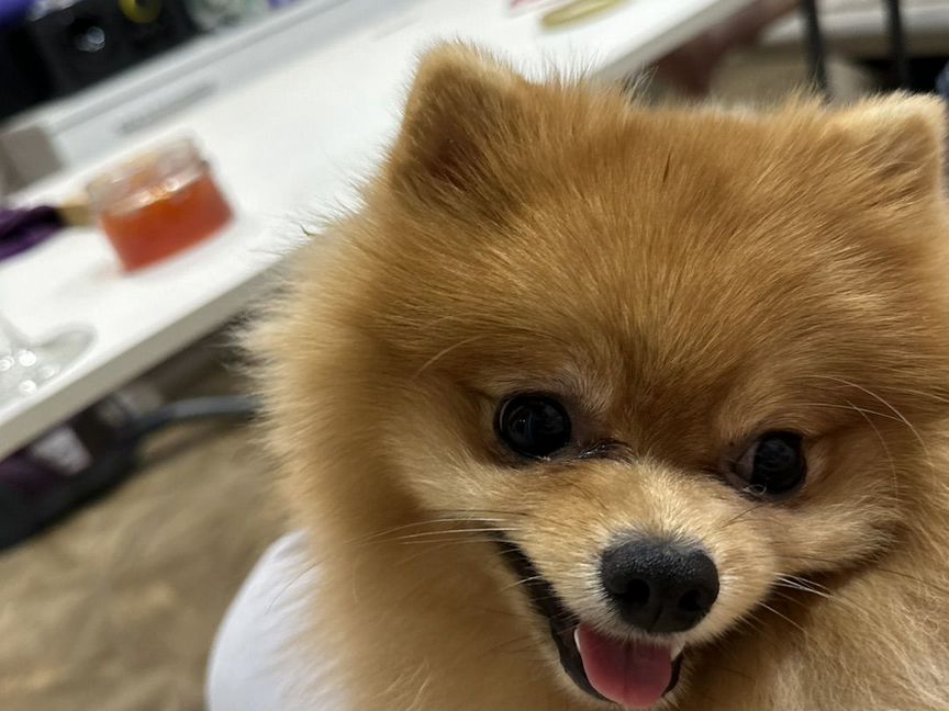 Померанский шпиц мини на вязку