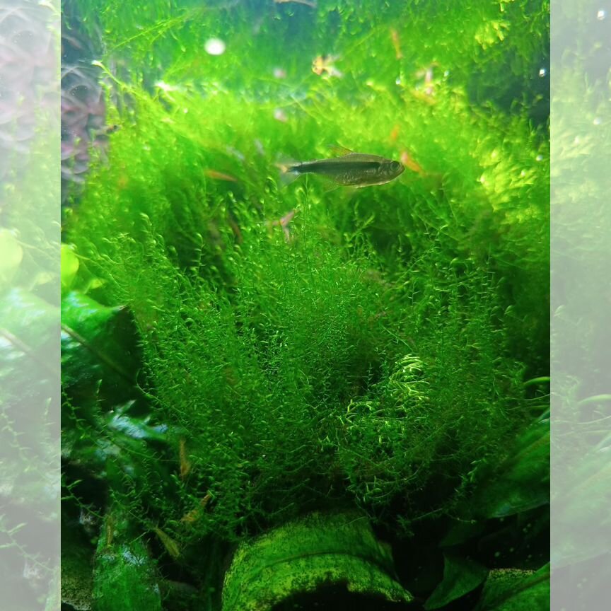 Мох стринг,риччия