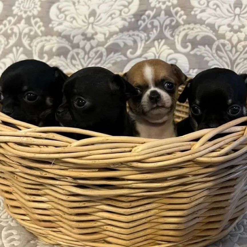 Чихуахуа, щенок