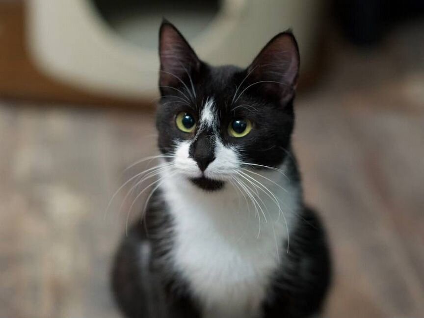 Кошка Капелька