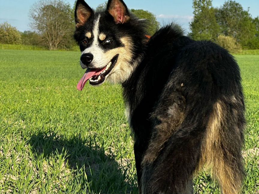 Собака в добрые руки