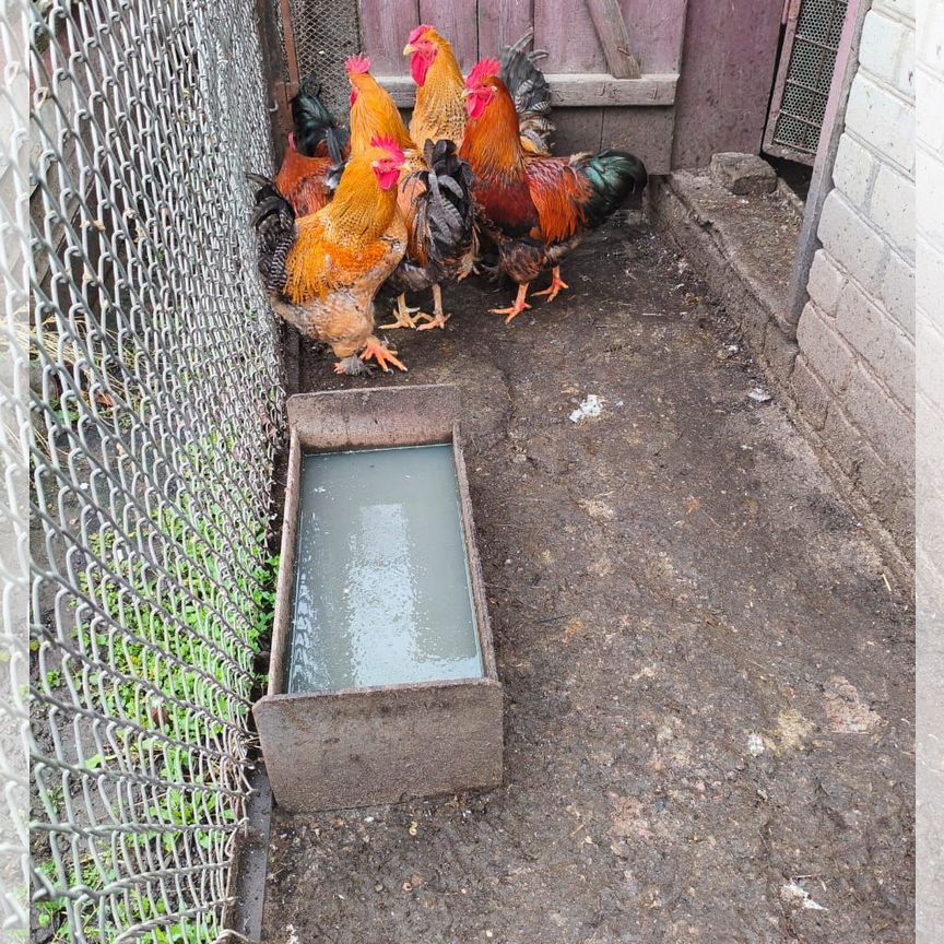 Молодые петухи домашние