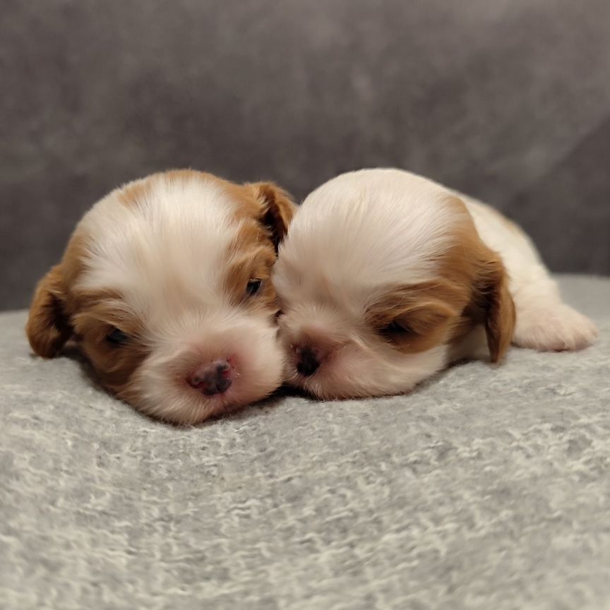 Кавалер кинг-чарльз-спаниель, щенок