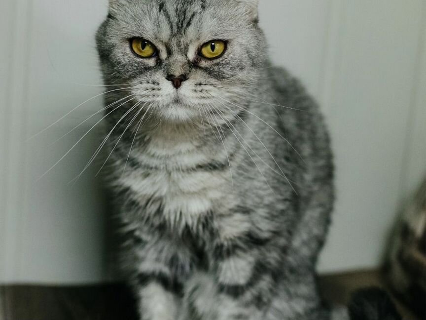 Кошка Милана ищет дом