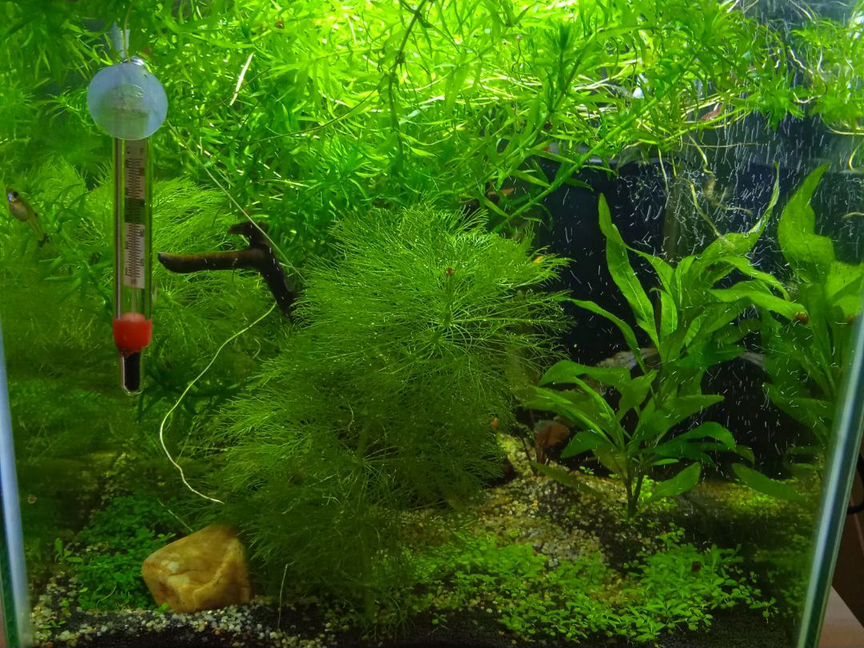 Аквариум 30 литров