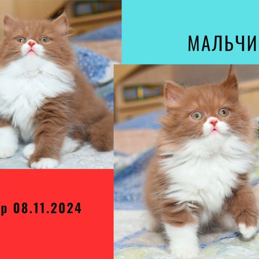Британские котята