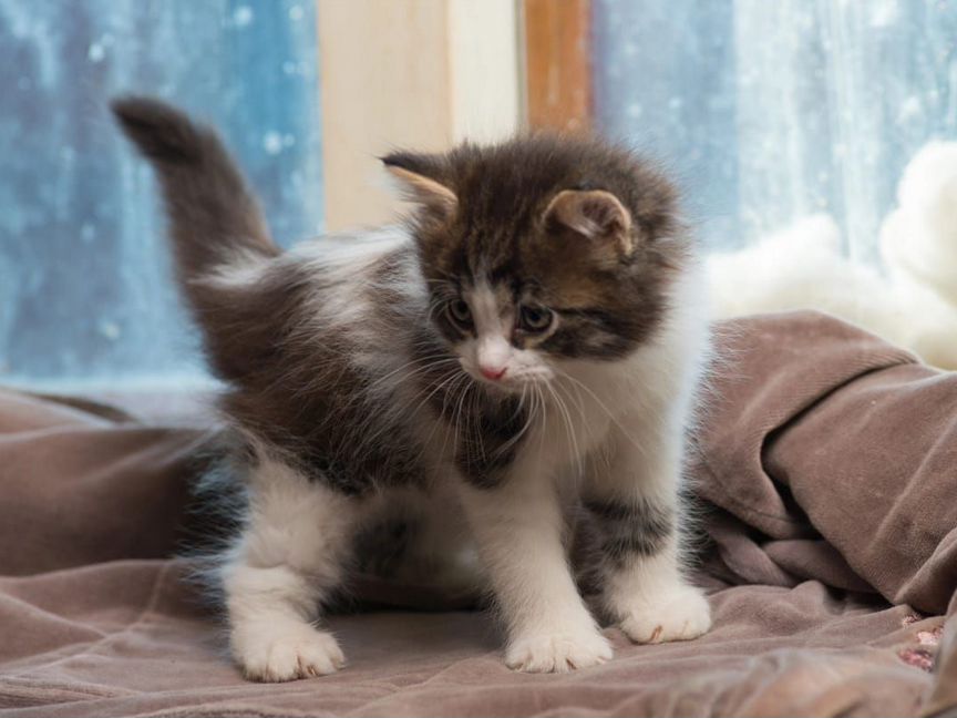 Сибирские котята с острова Валаам