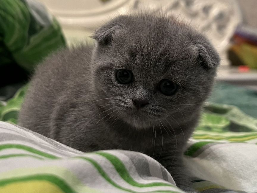 Шотландские малыши