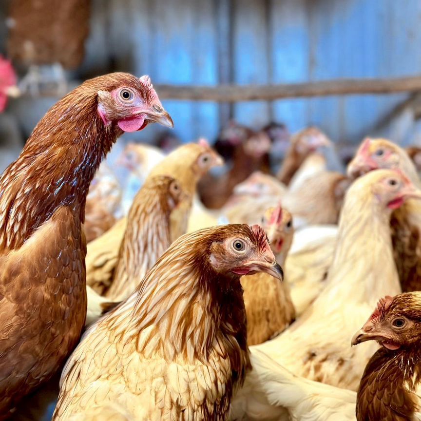 Курочки - молодочки