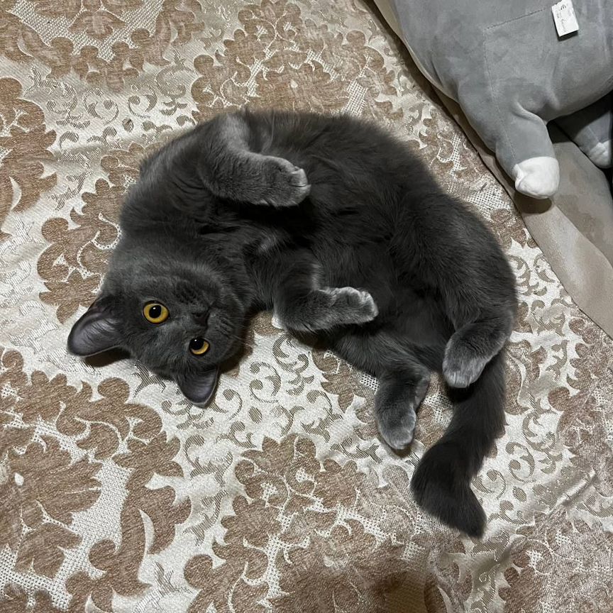 Британская короткошёрстная кошка, взрослая