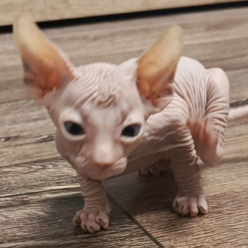 Донской сфинкс котёнок