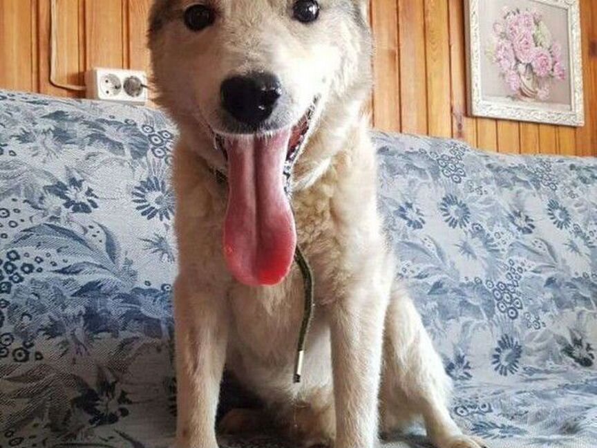 Прекрасный пёс ждёт хозяина