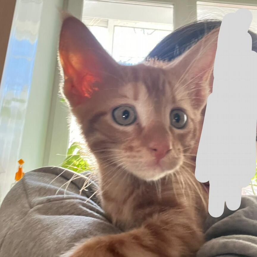 Мейн-кун котёнок