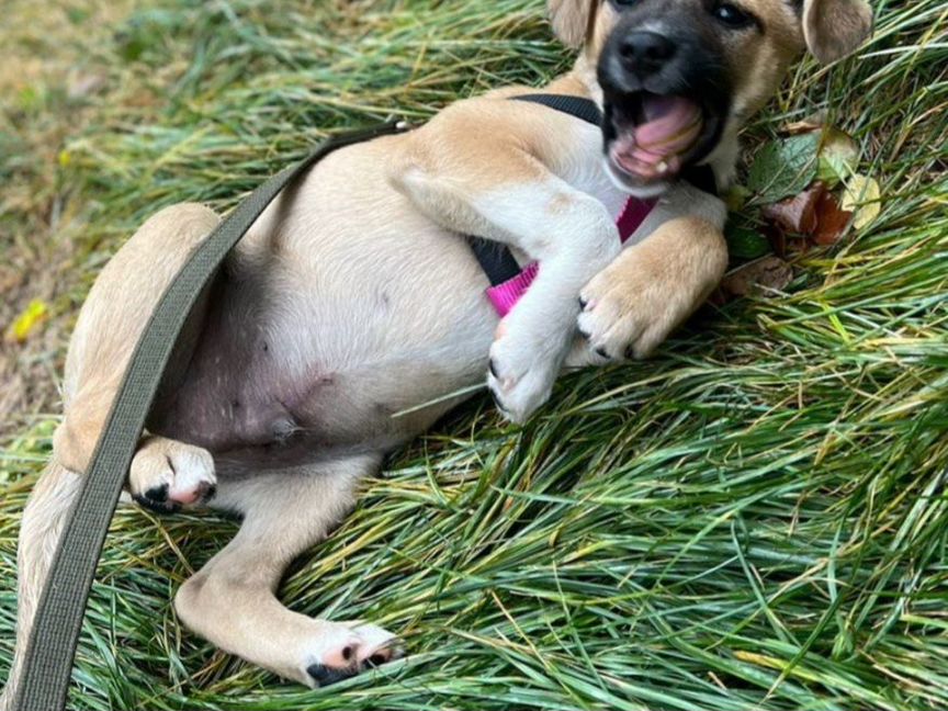 Щенок рыжее счастье мальчик 3 мес в дар