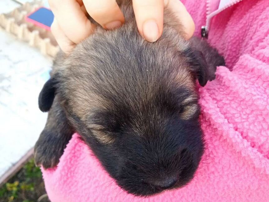 Щенки бесплатно