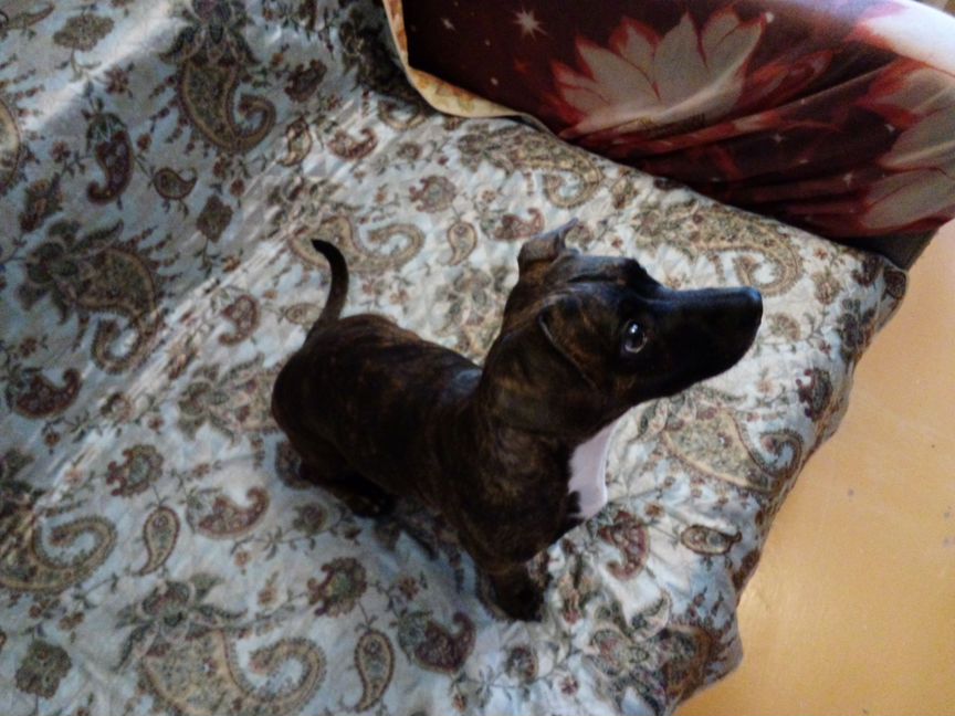 Вязка метис таксы и французского бульдога