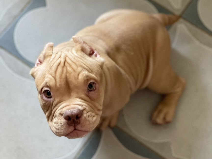 Американский булли покет щенки