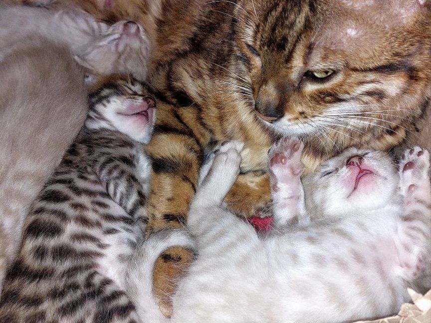 Бенгальские котята с документами