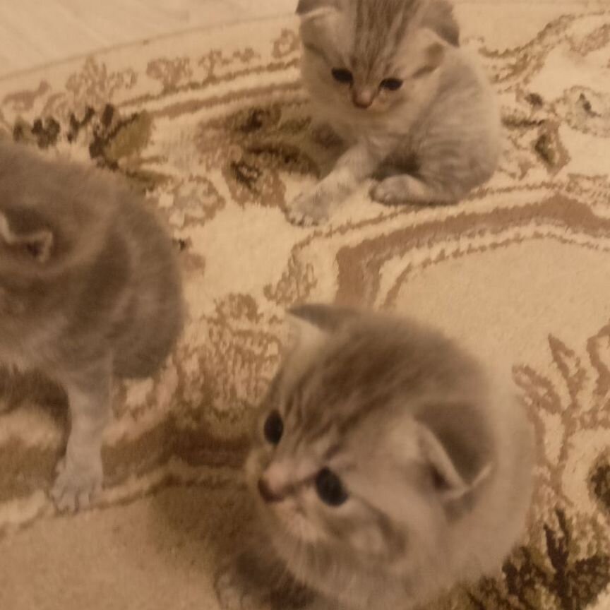 Шотландские вислоухие котята