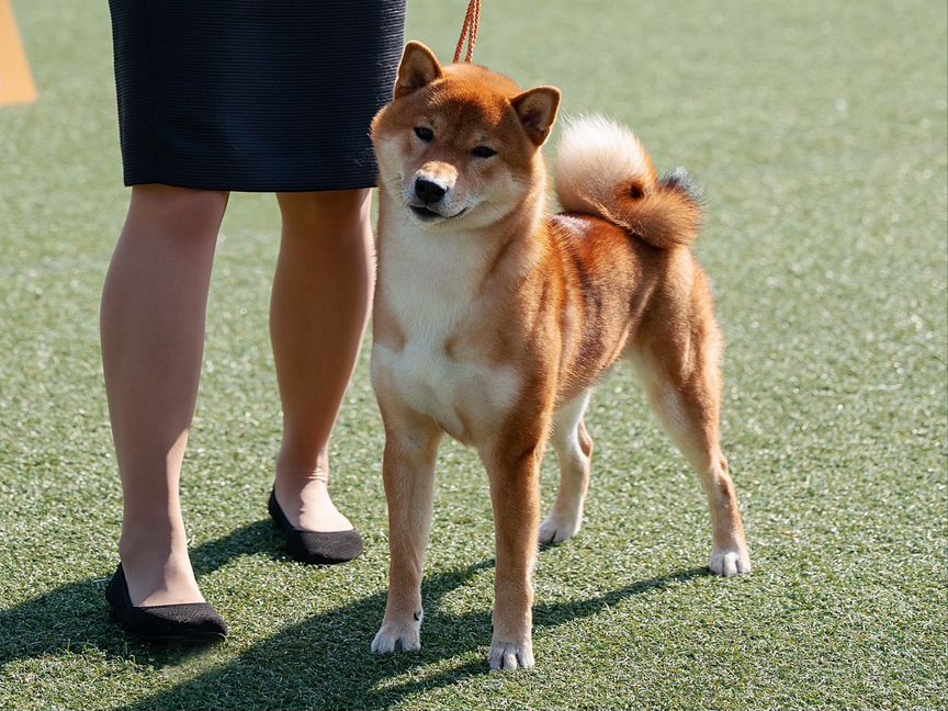 Кобель на вязку сиба ину интерчемпион