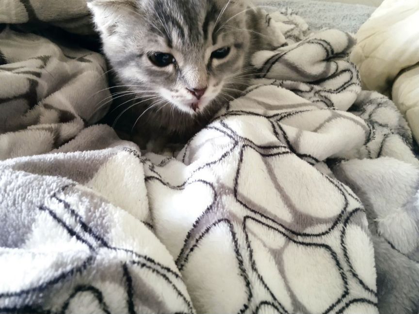 Отдам бесплатно котёнка (девочка). Подкинули