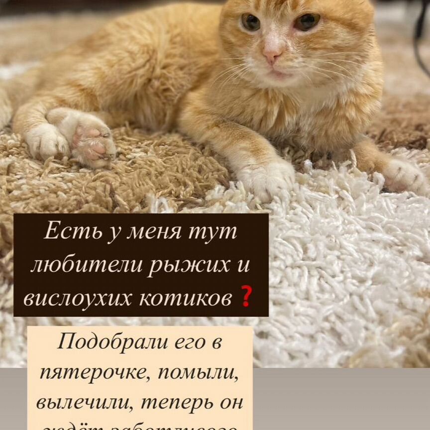 Кот в добрые руки