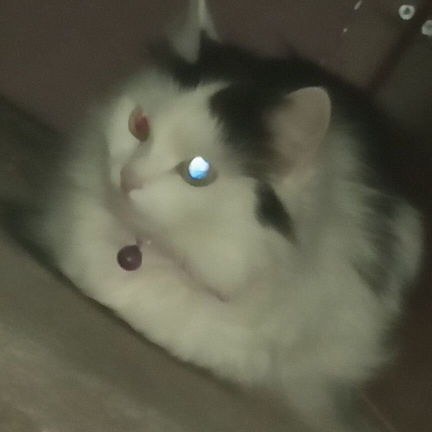 Взрослая кошка в добрые руки