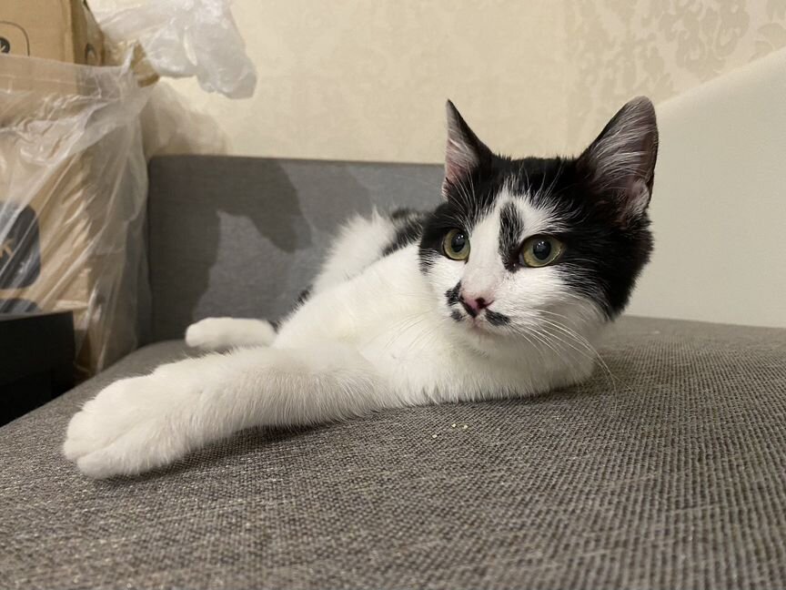Котенок бесплатно