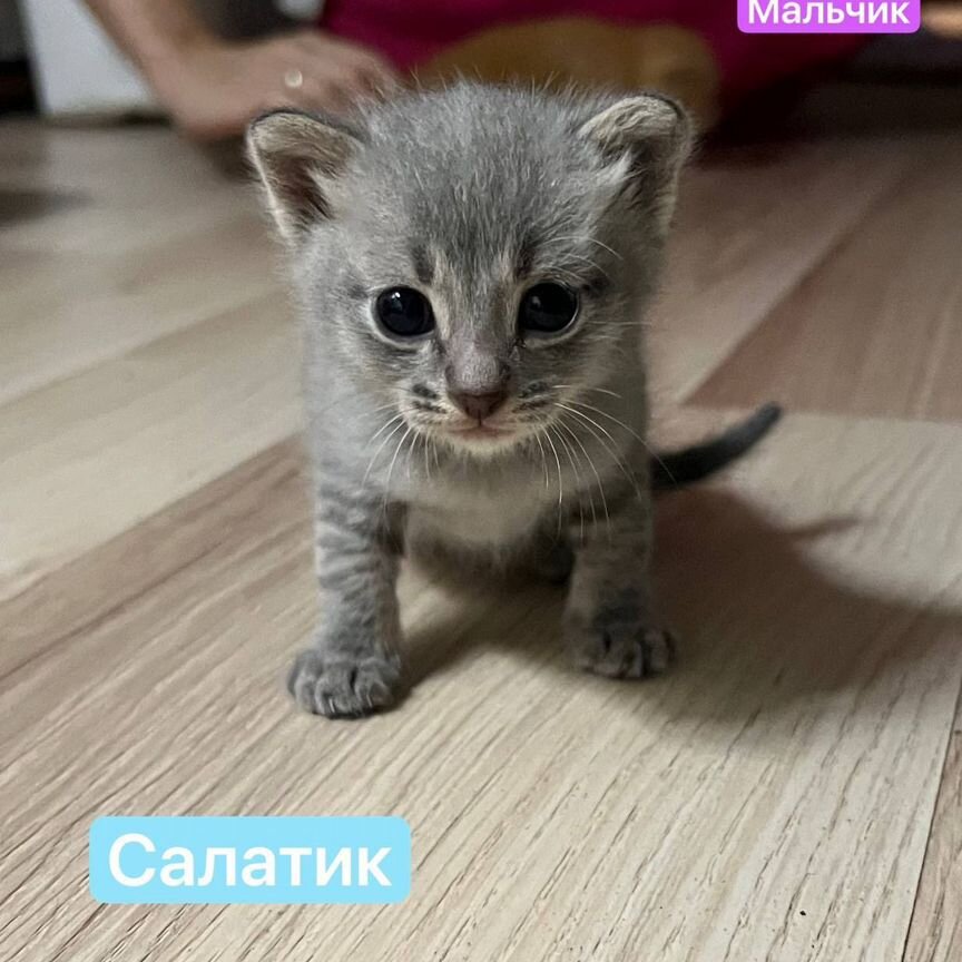 Отдам в добрые руки котят