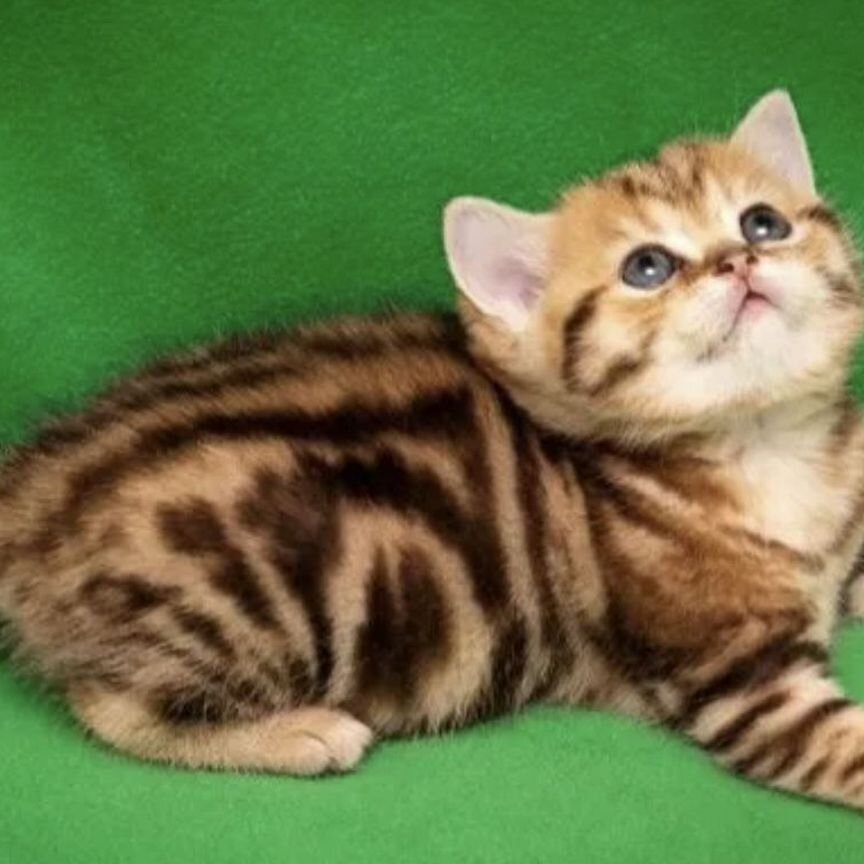 Котята
