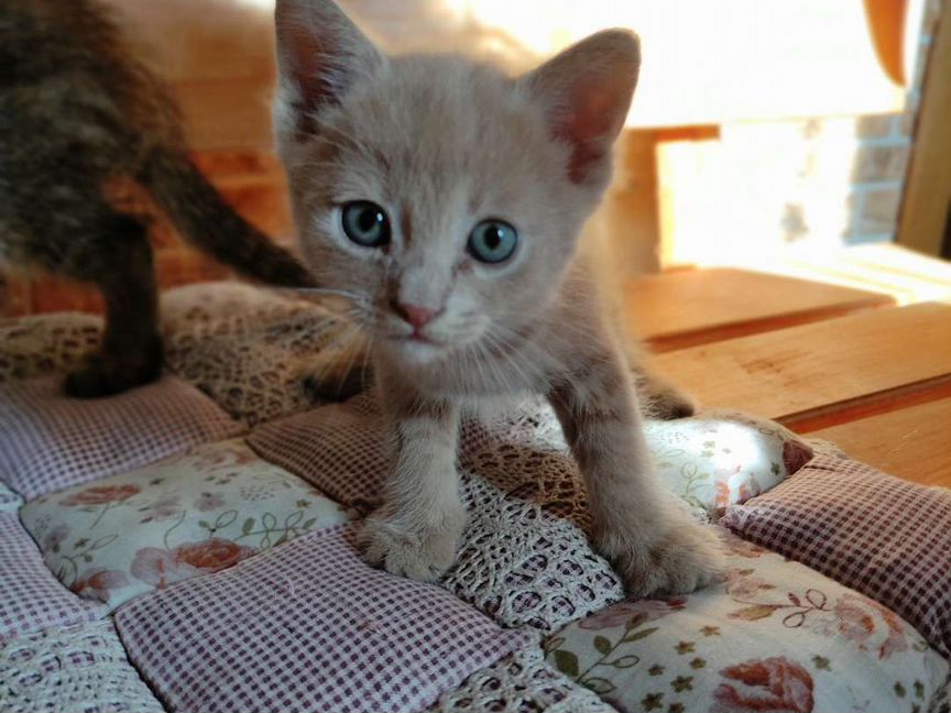 Котики