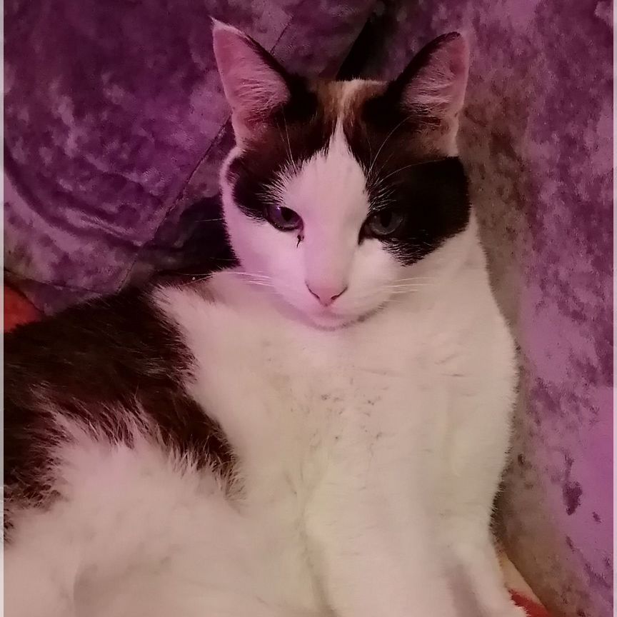 Отдам кота в добрые руки