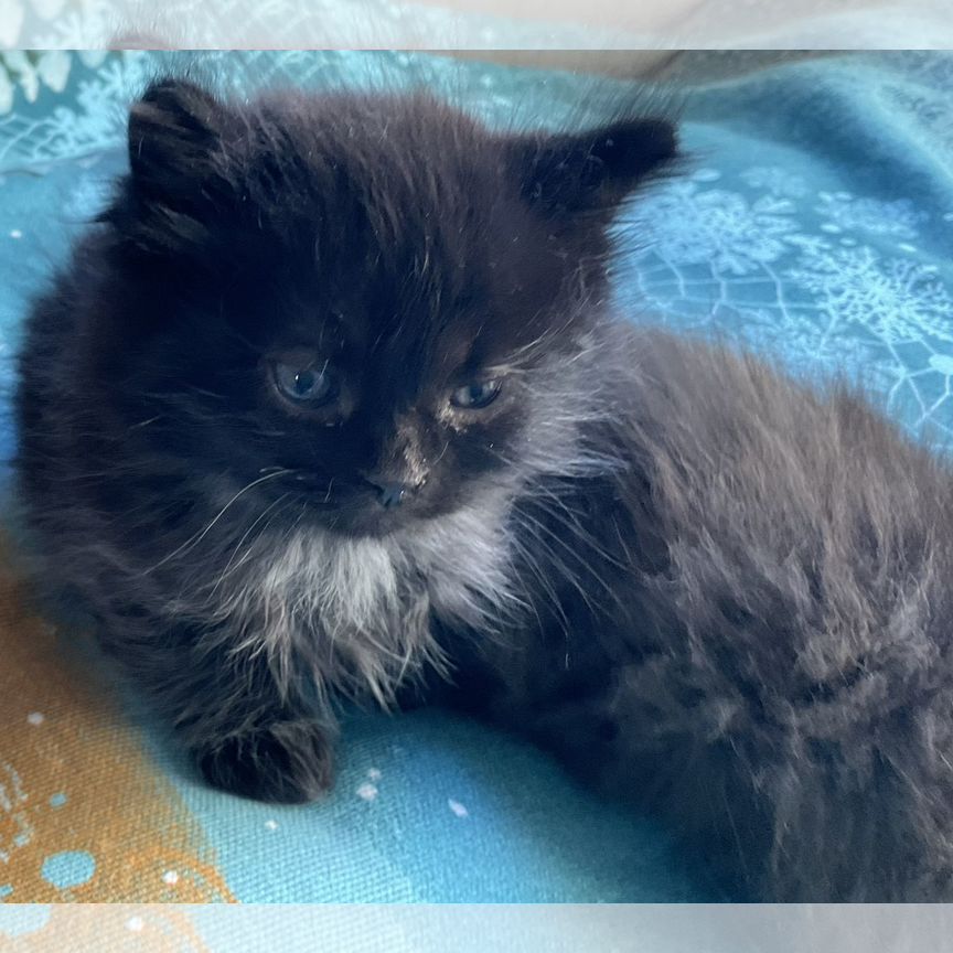 Персидский котёнок
