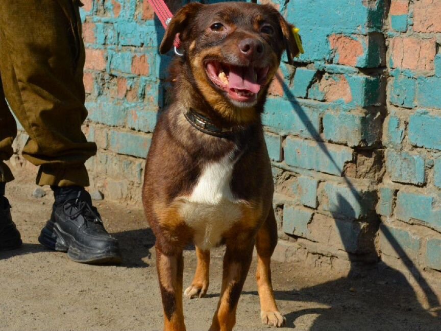 Молли в поисках семьи