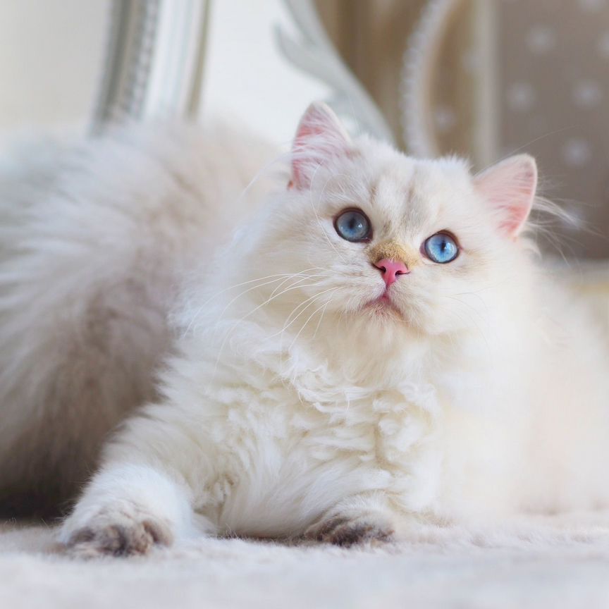 Британский котенок Юджин