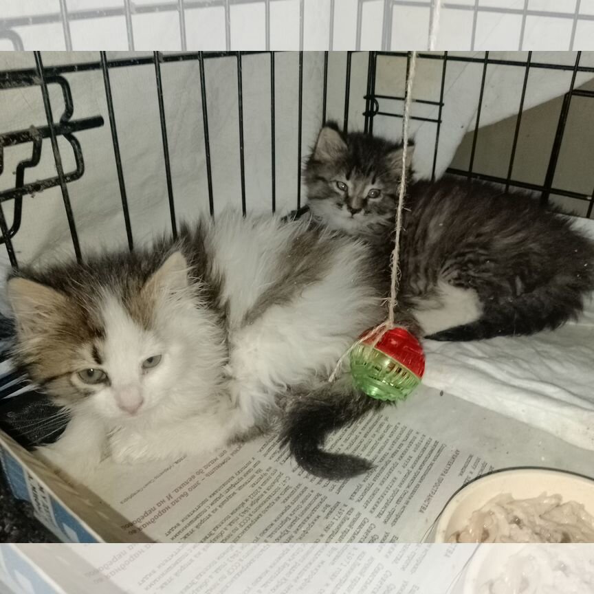 Котята