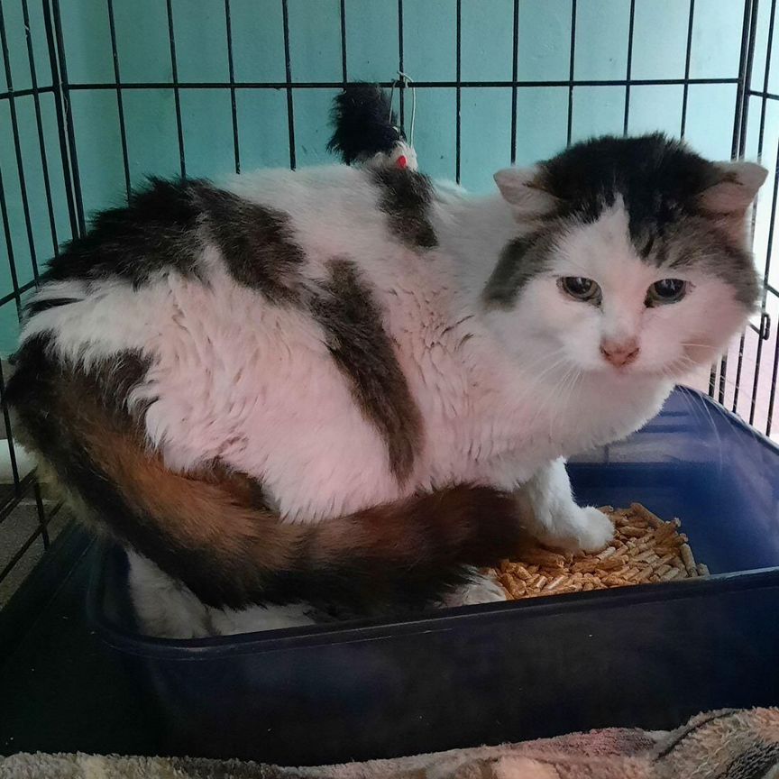 Добрый, ласковый котик (9 лет, кастрирован)